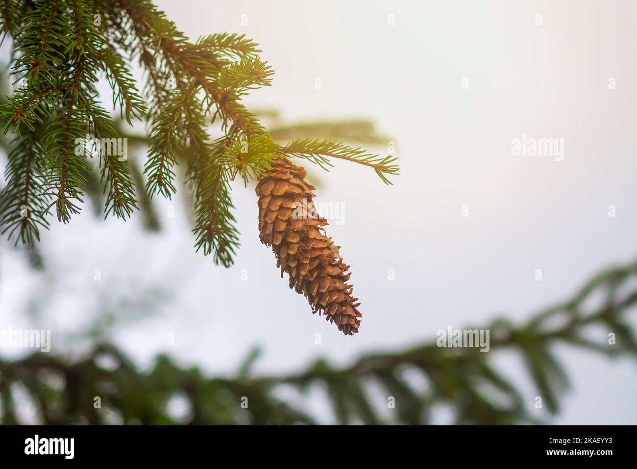 Wet branches of the spruce tree after the rain. Nature background Stock ...