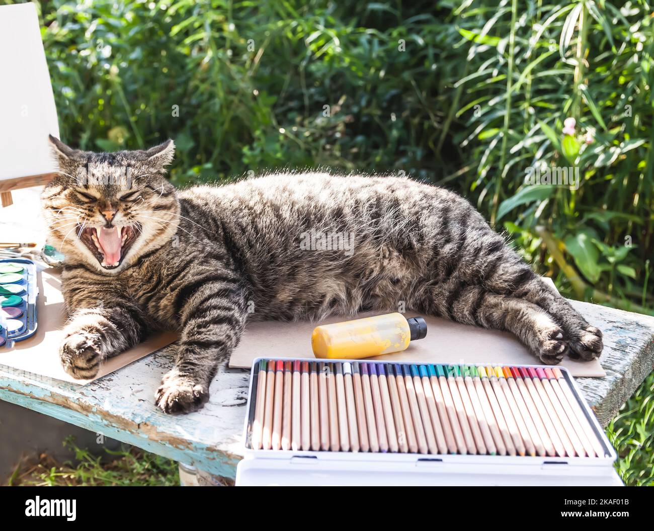 Lazy cat lying on the table with school supplies Stock Photo - Alamy