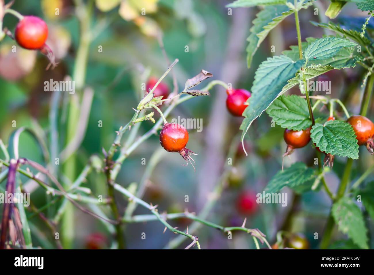 Rosehip berries on the twigs. Medical plant in autumn park Stock Photo ...