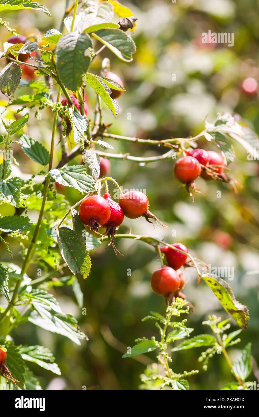 Rosehip berries on the twigs. Medical plant in autumn park Stock Photo ...