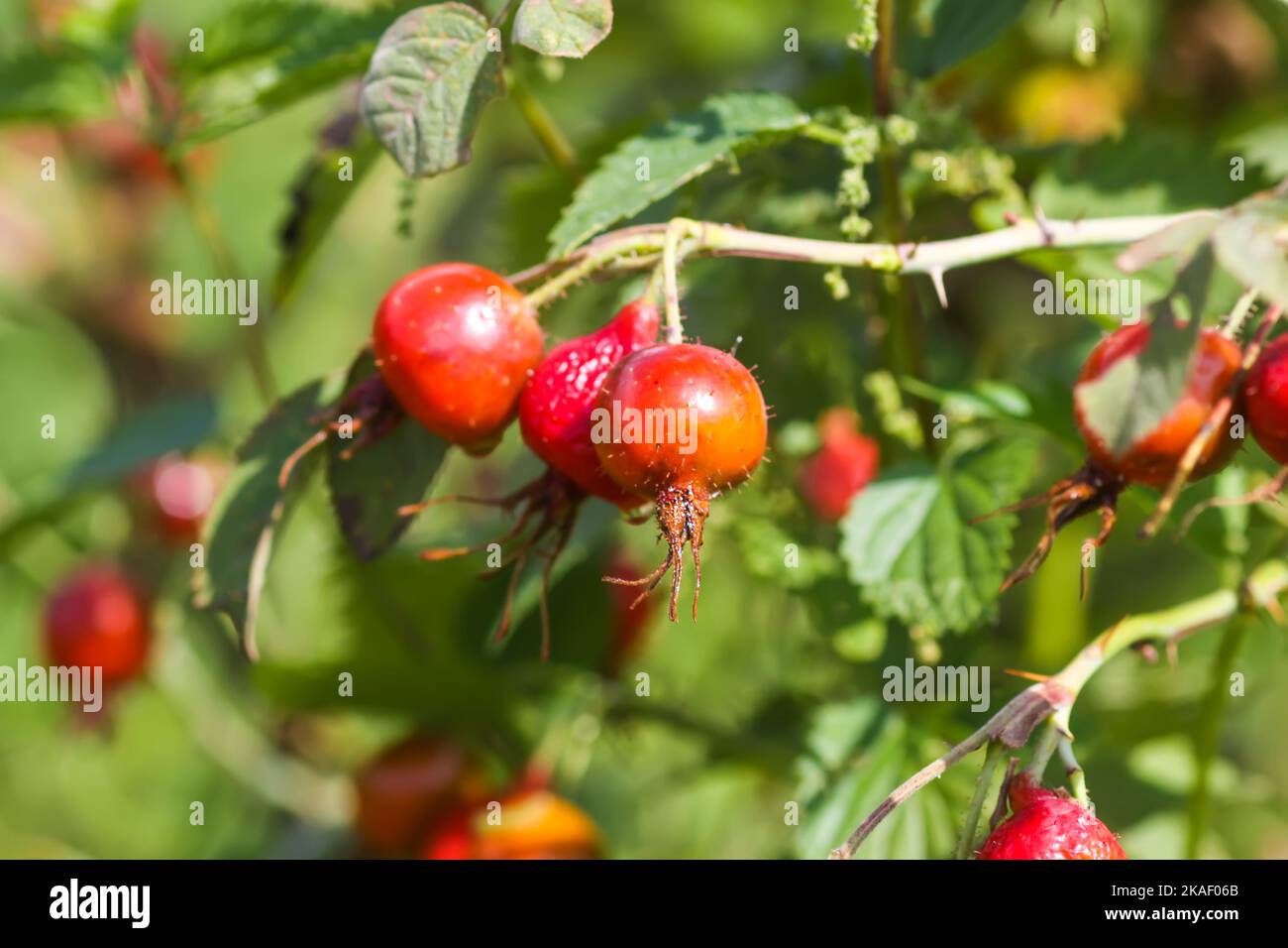 Rosehip berries on the twigs. Medical plant in autumn park Stock Photo ...