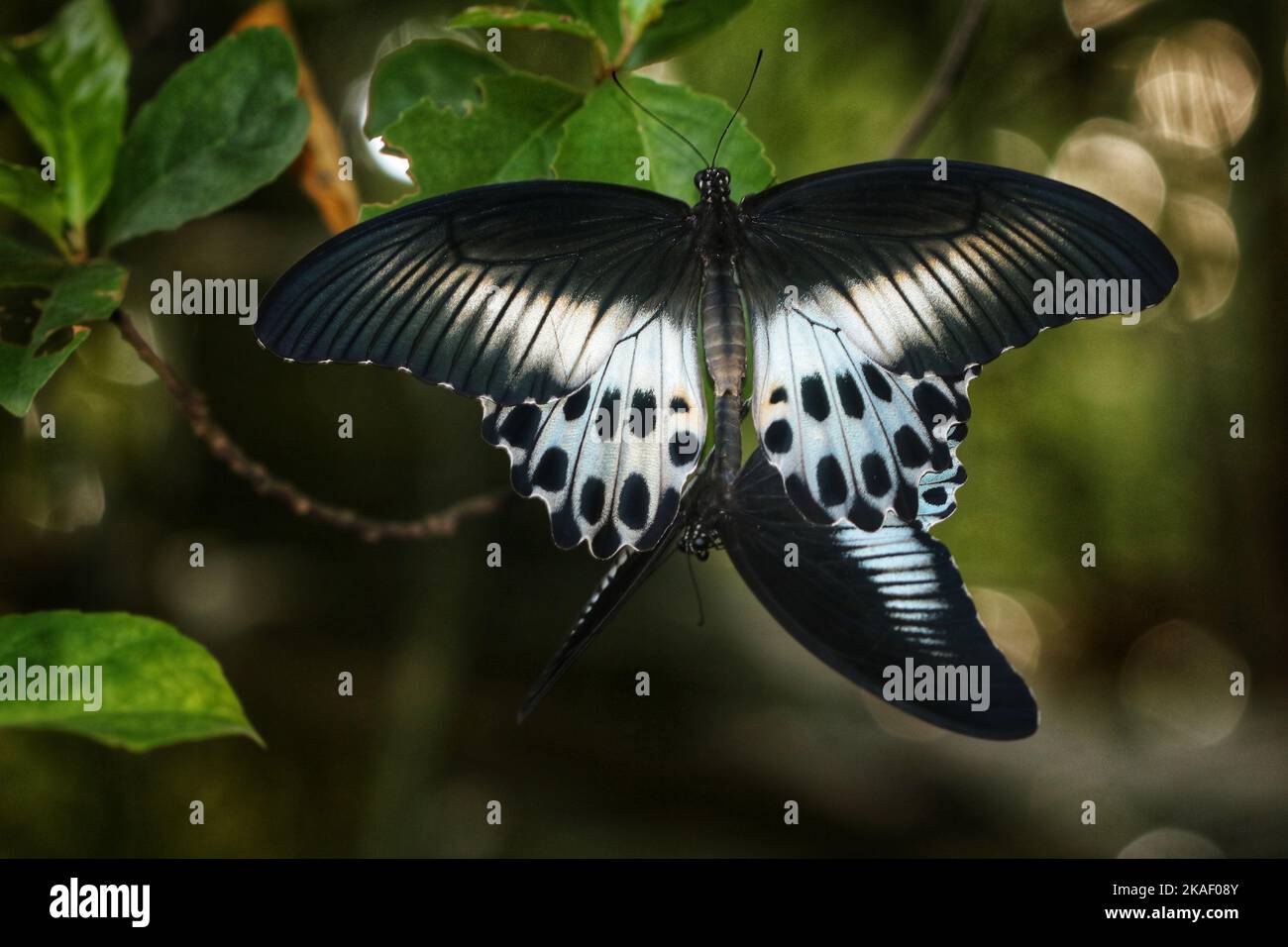 Two large butterflies mating on tree leaves. Butterfly mating summer ...