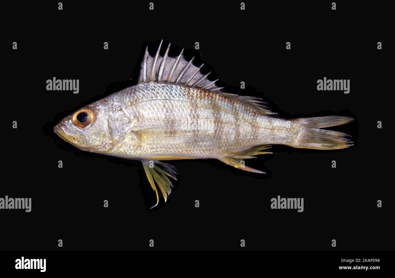 Fish photo on black background for commercial use Stock Photo - Alamy