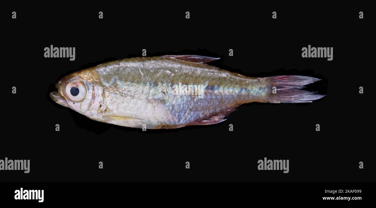 Fish photo on black background for commercial use Stock Photo - Alamy