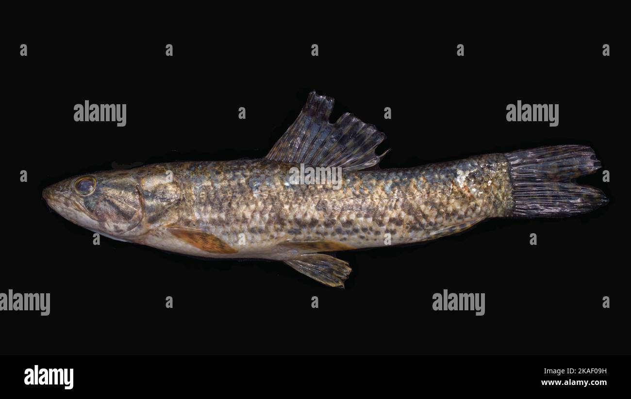 Fish photo on black background for commercial use Stock Photo - Alamy