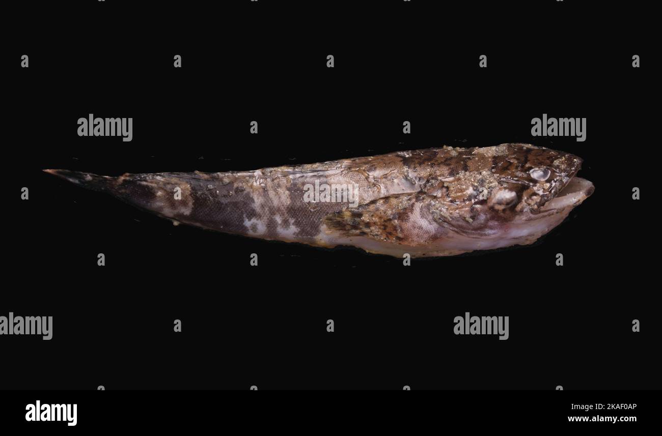 Fish photo on black background for commercial use Stock Photo - Alamy