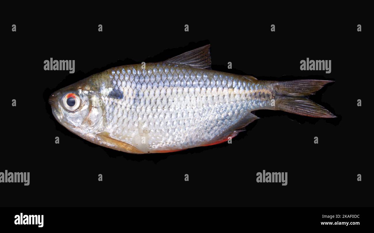 Fish photo on black background for commercial use Stock Photo - Alamy