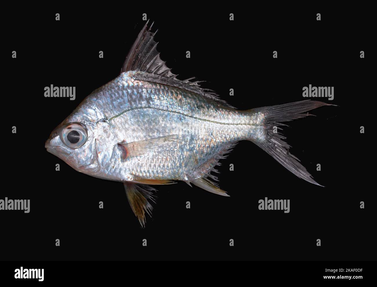 Fish photo on black background for commercial use Stock Photo - Alamy