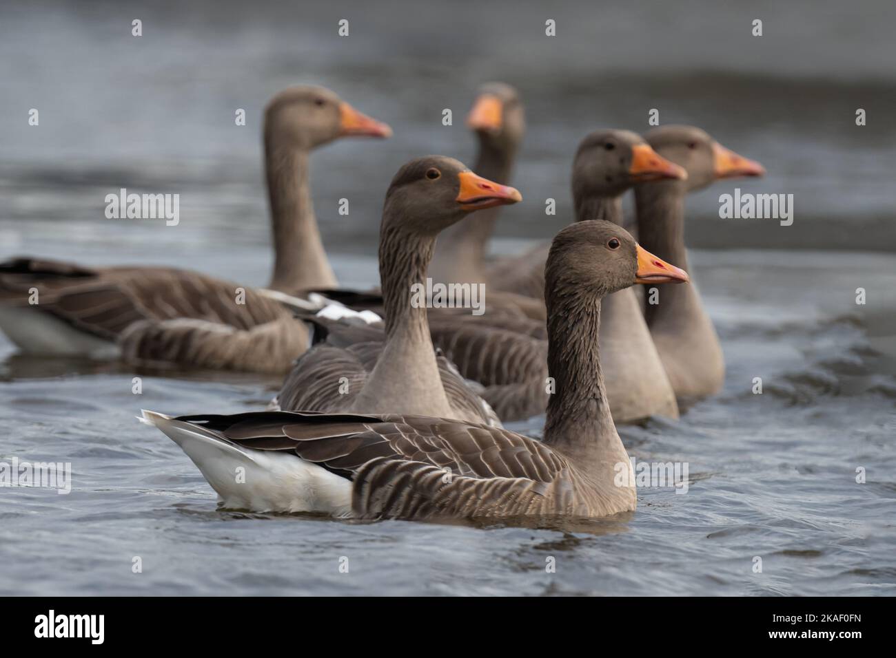 Gaggle of greylag geese swimming at Stalham, Norfolk Broads Stock Photo ...