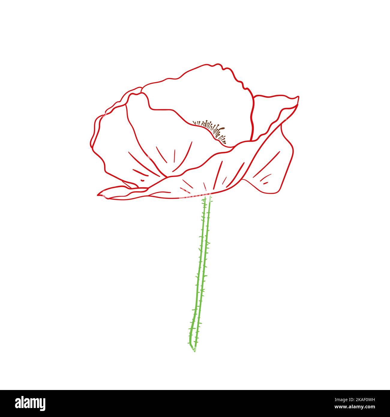 Poppy flower. Vector illustration. Sketched botanical design element ...