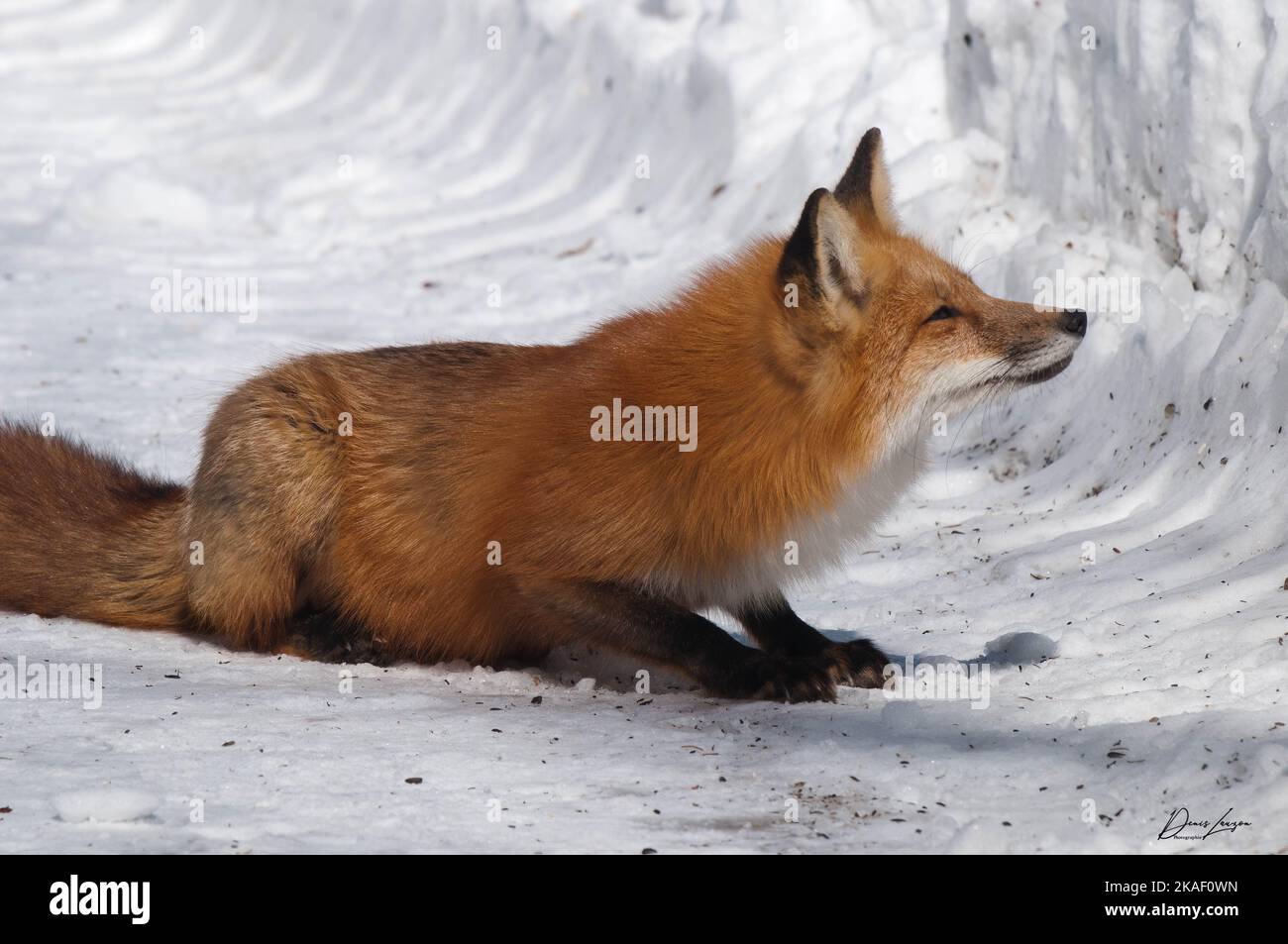A cute red fox laying on the snowy ground Stock Photo - Alamy