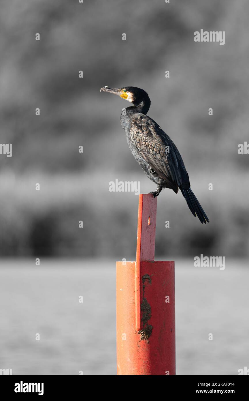 Single cormorant on a red navigation post on the Barton Broad, Norfolk ...
