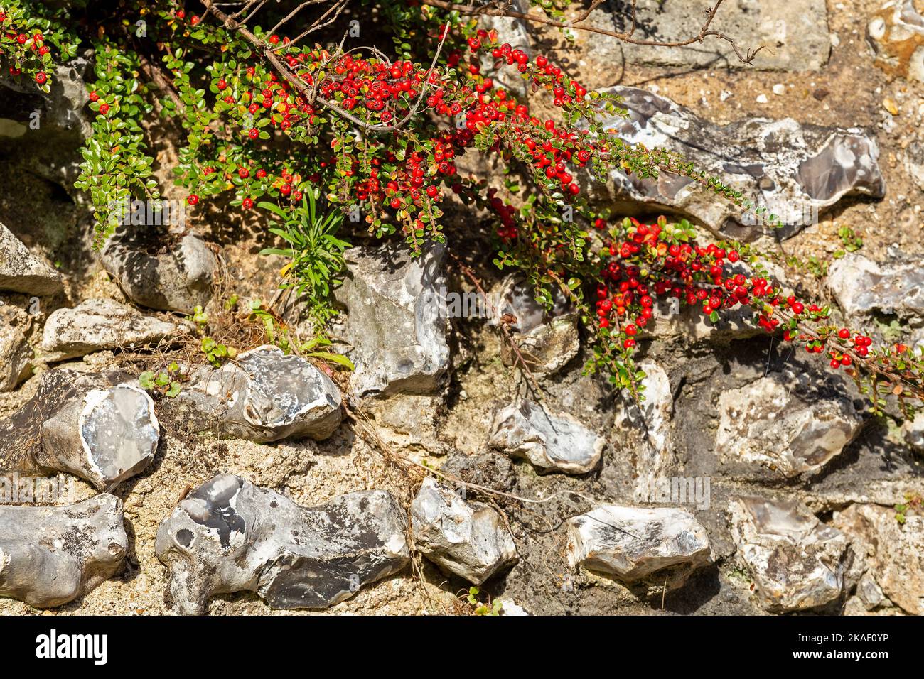 Berberis vulgaris hi-res stock photography and images - Alamy