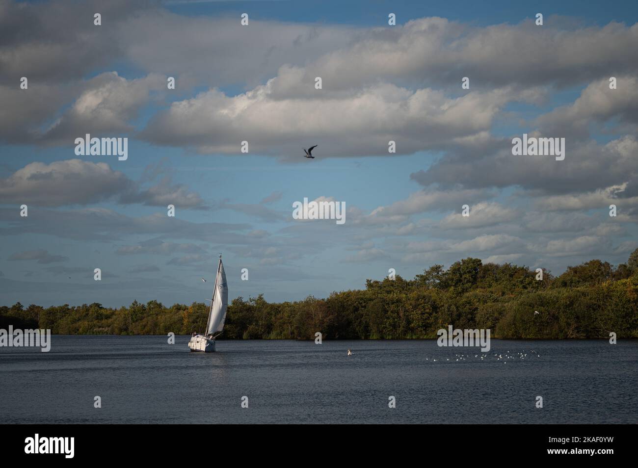 Sailing Boat on the Malthouse Broad, Norfolk Broads Stock Photo - Alamy