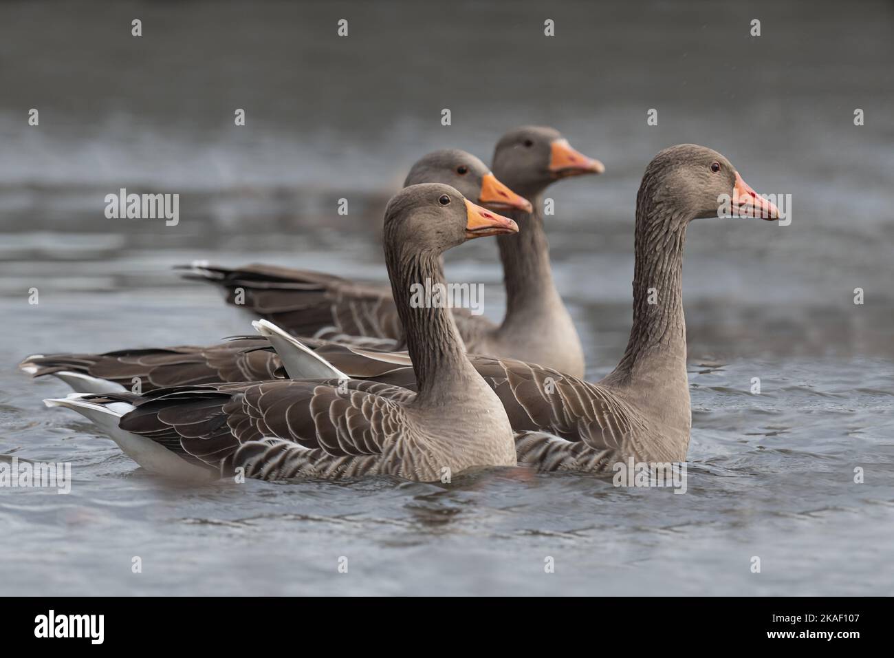 Gaggle of greylag geese swimming at Stalham, Norfolk Broads Stock Photo ...