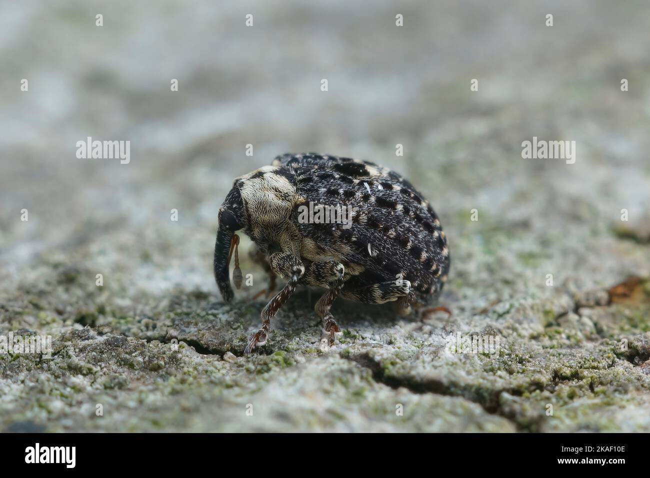 Extreme macro closeup on a small colorful plant parasite weevil beetle ...
