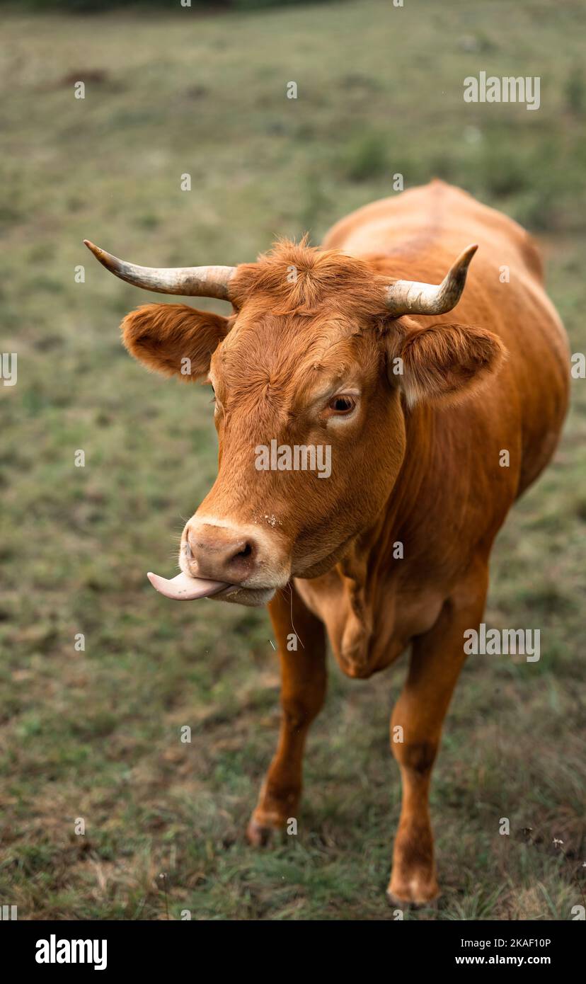 Vertical shot cute cow hi-res stock photography and images - Alamy