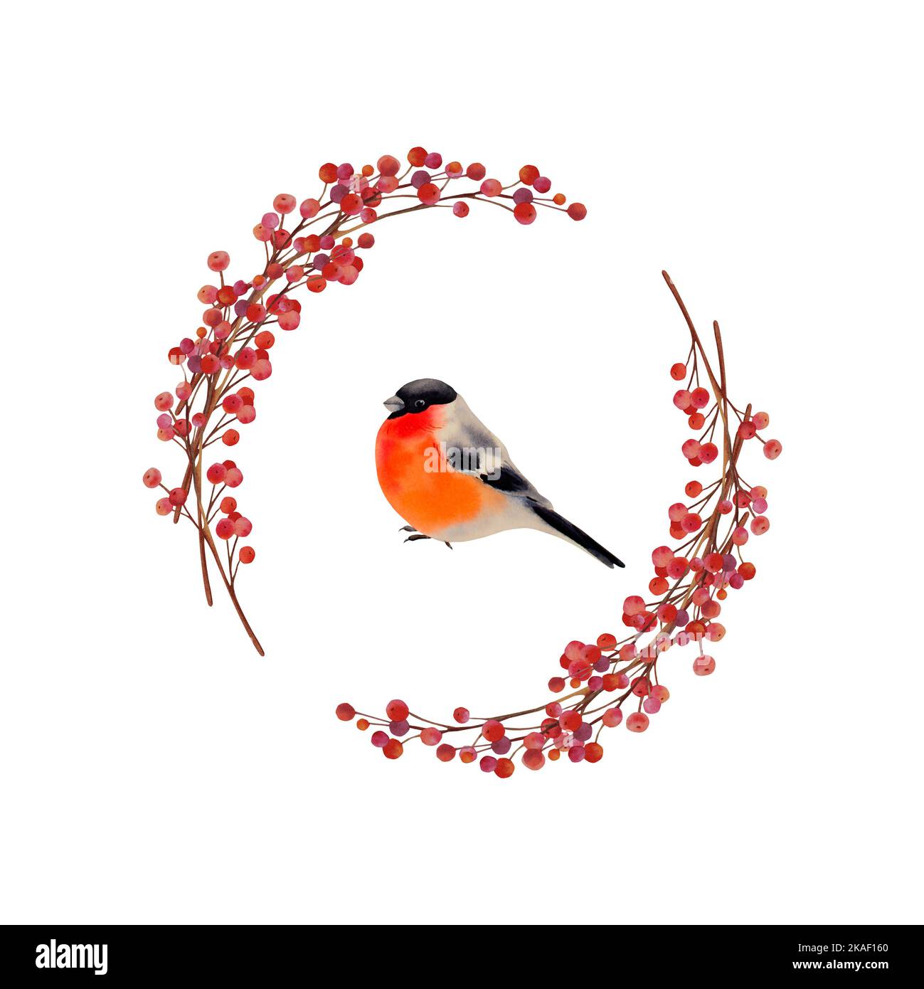 Bullfinch and mistletoe. Christmas. New Year. Winter. Watercolor ...