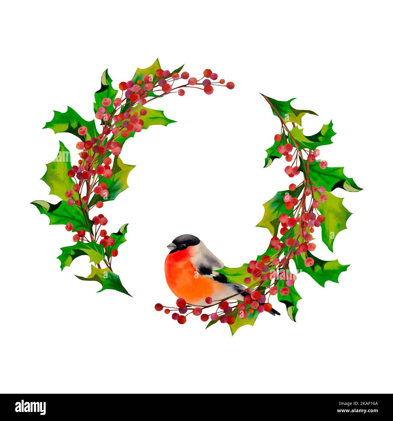 Bullfinch and mistletoe. Christmas. New Year. Winter. Watercolor ...