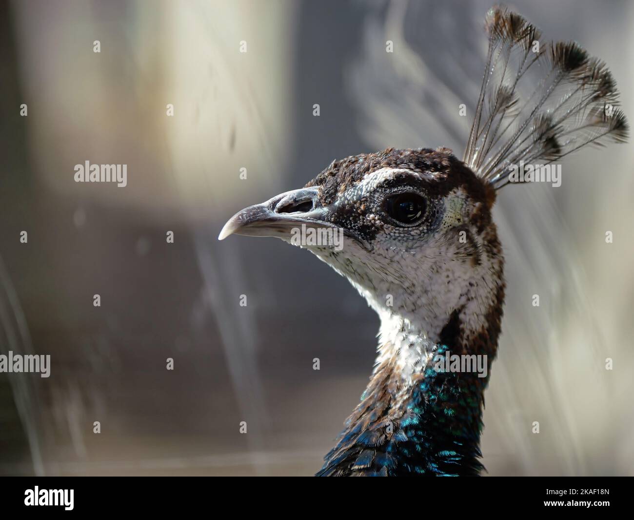 A portrait of a beautiful peacock Stock Photo - Alamy