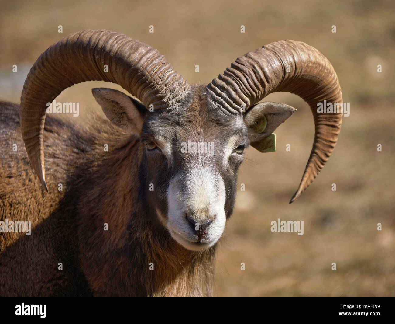 A portrait of a beautiful Mouflon Stock Photo - Alamy