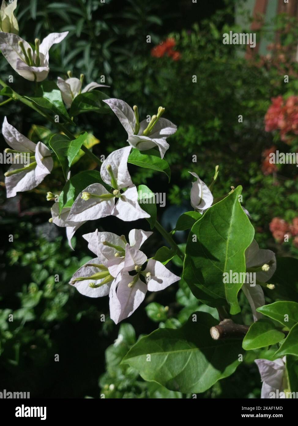 A vertical view of light purple paperflowers Stock Photo - Alamy