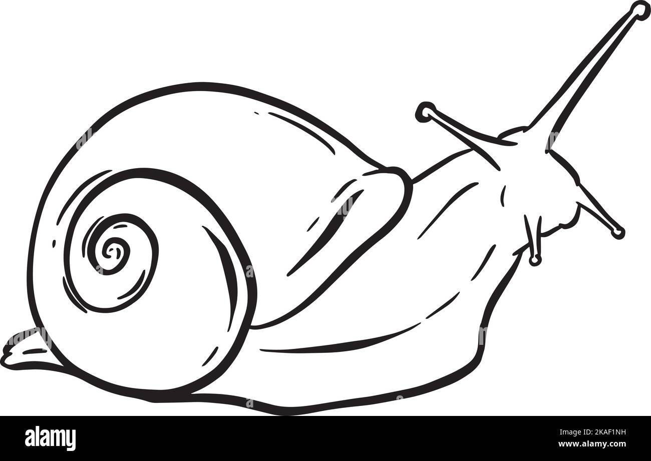Line Art Outline of a Garden Snail with Shell for Logo or Mascot Design ...