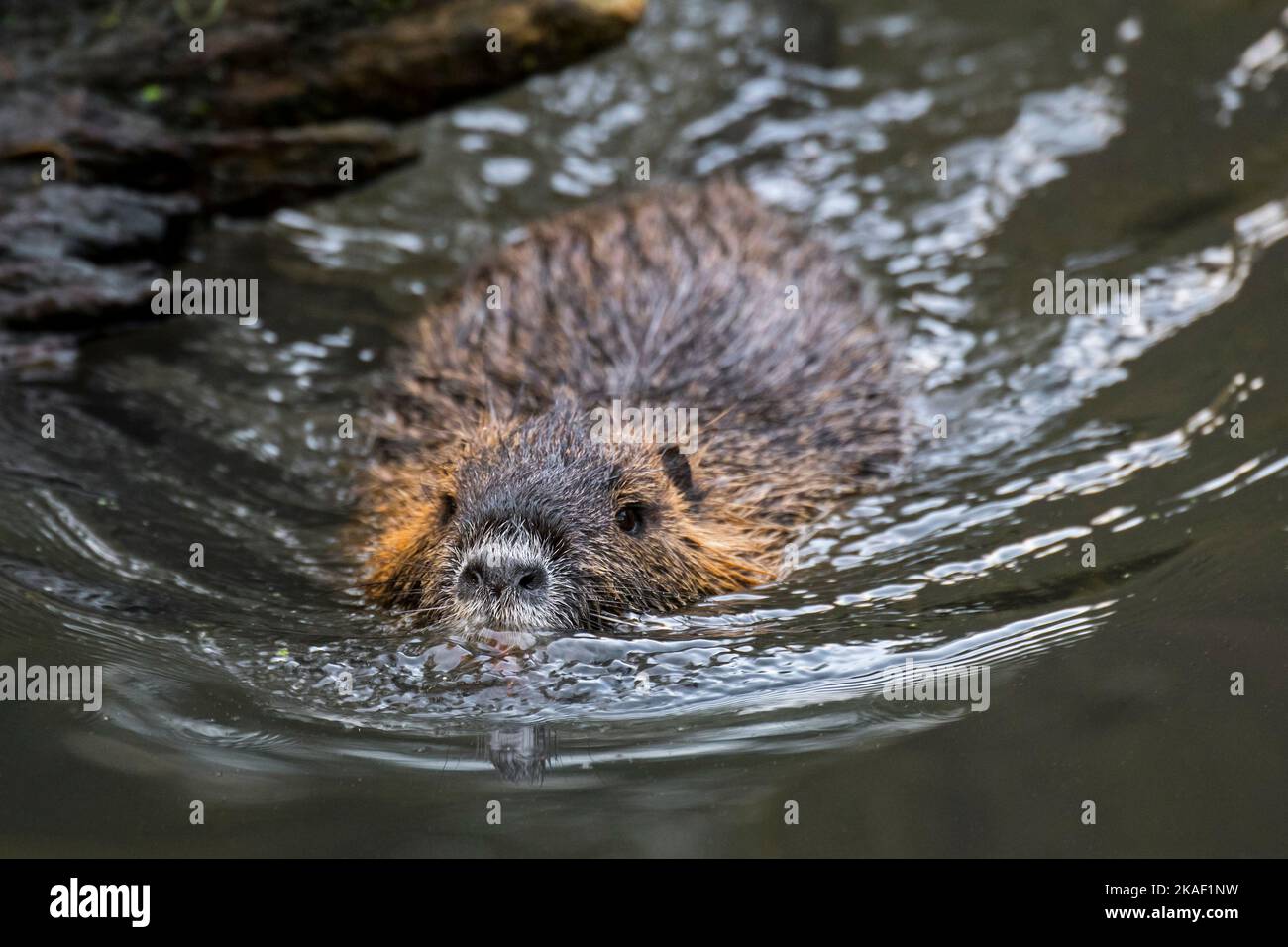 Coypu / nutria (Myocastor coypus) swimming in pond, invasive rodent in ...