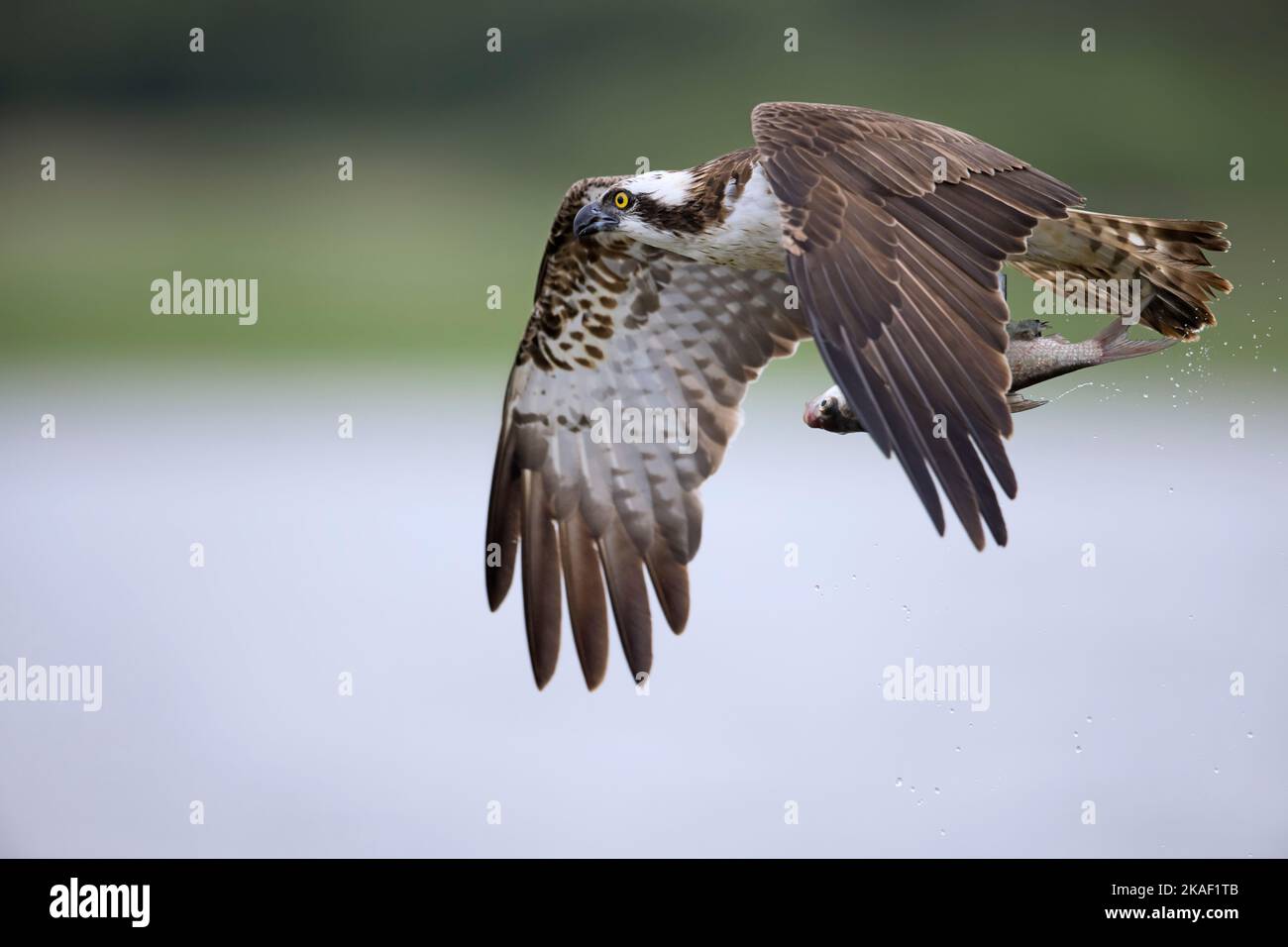 Western osprey (Pandion haliaetus) flying over lake with caught fish in ...