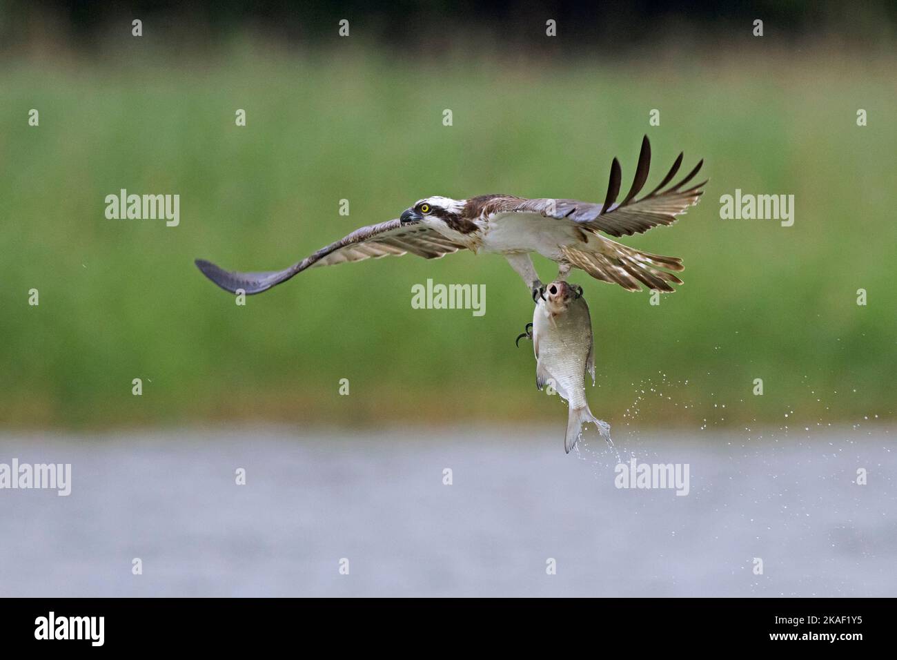 Western osprey (Pandion haliaetus) flying over lake with caught fish in ...