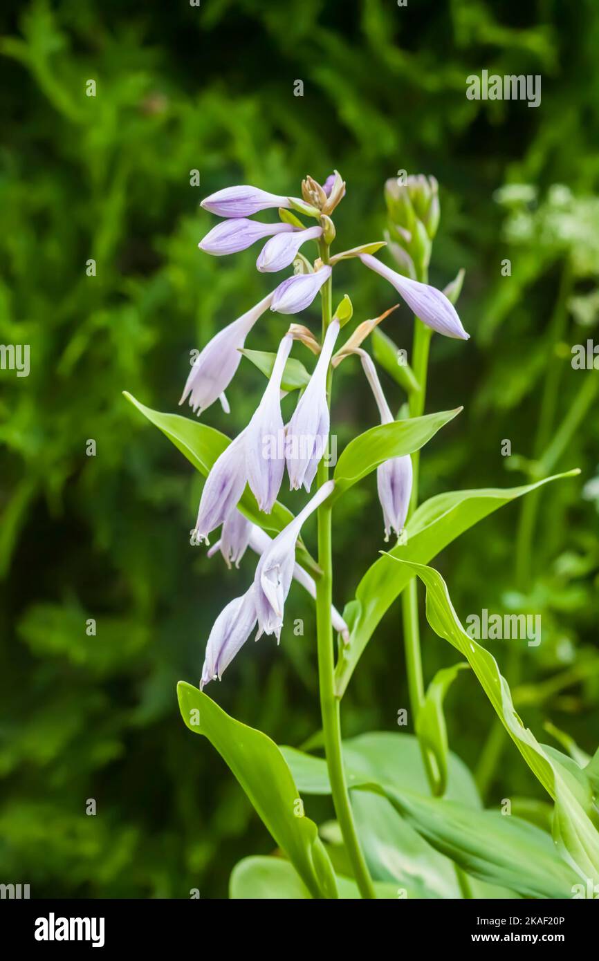 Hosta plant in flowering season Stock Photo - Alamy