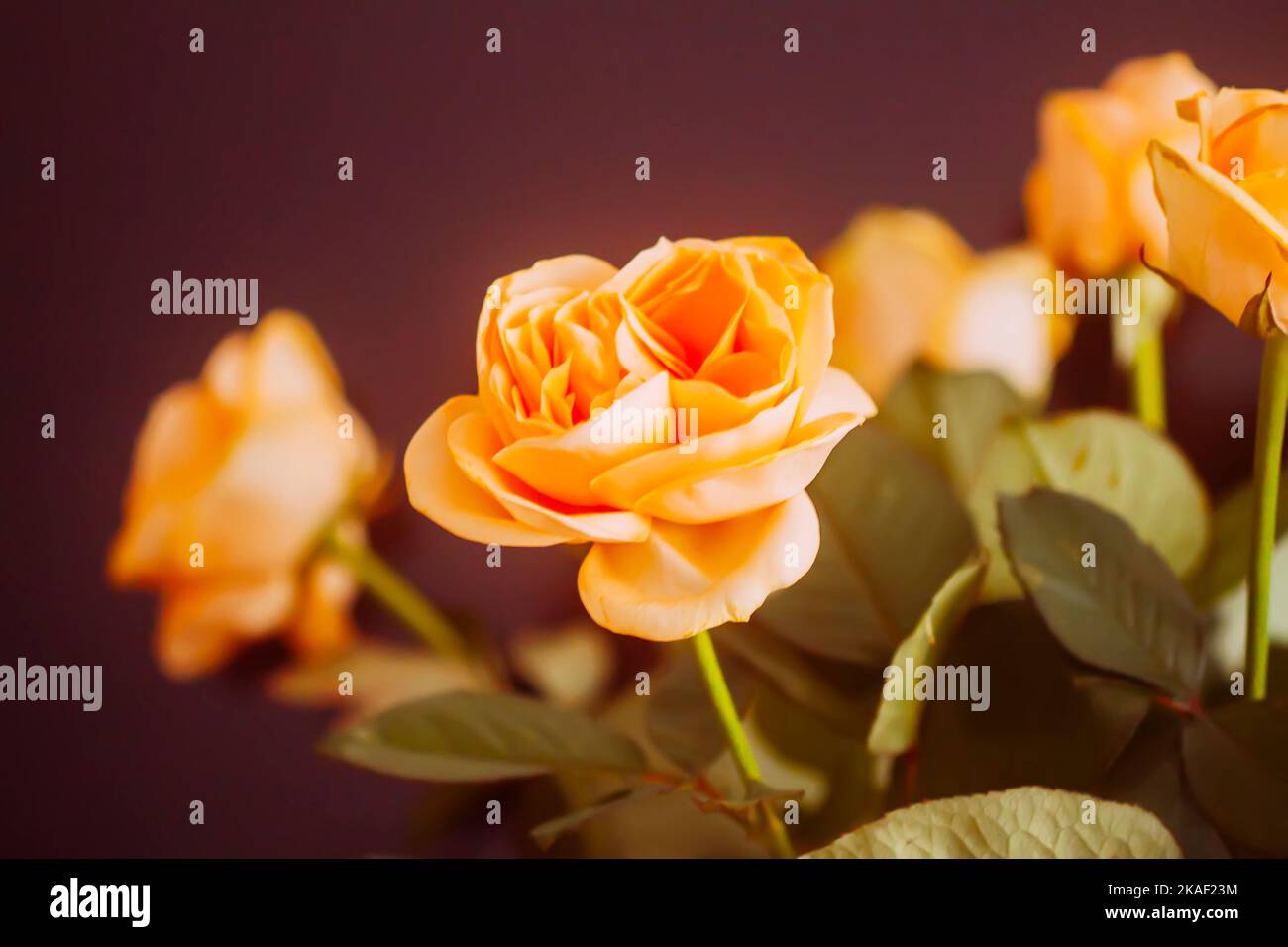 Orange rose flowers close up Stock Photo - Alamy