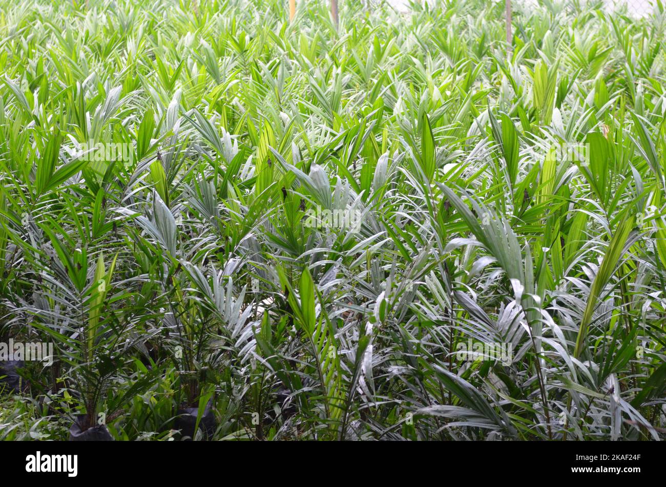 Oil palm tree nursery hi-res stock photography and images - Alamy