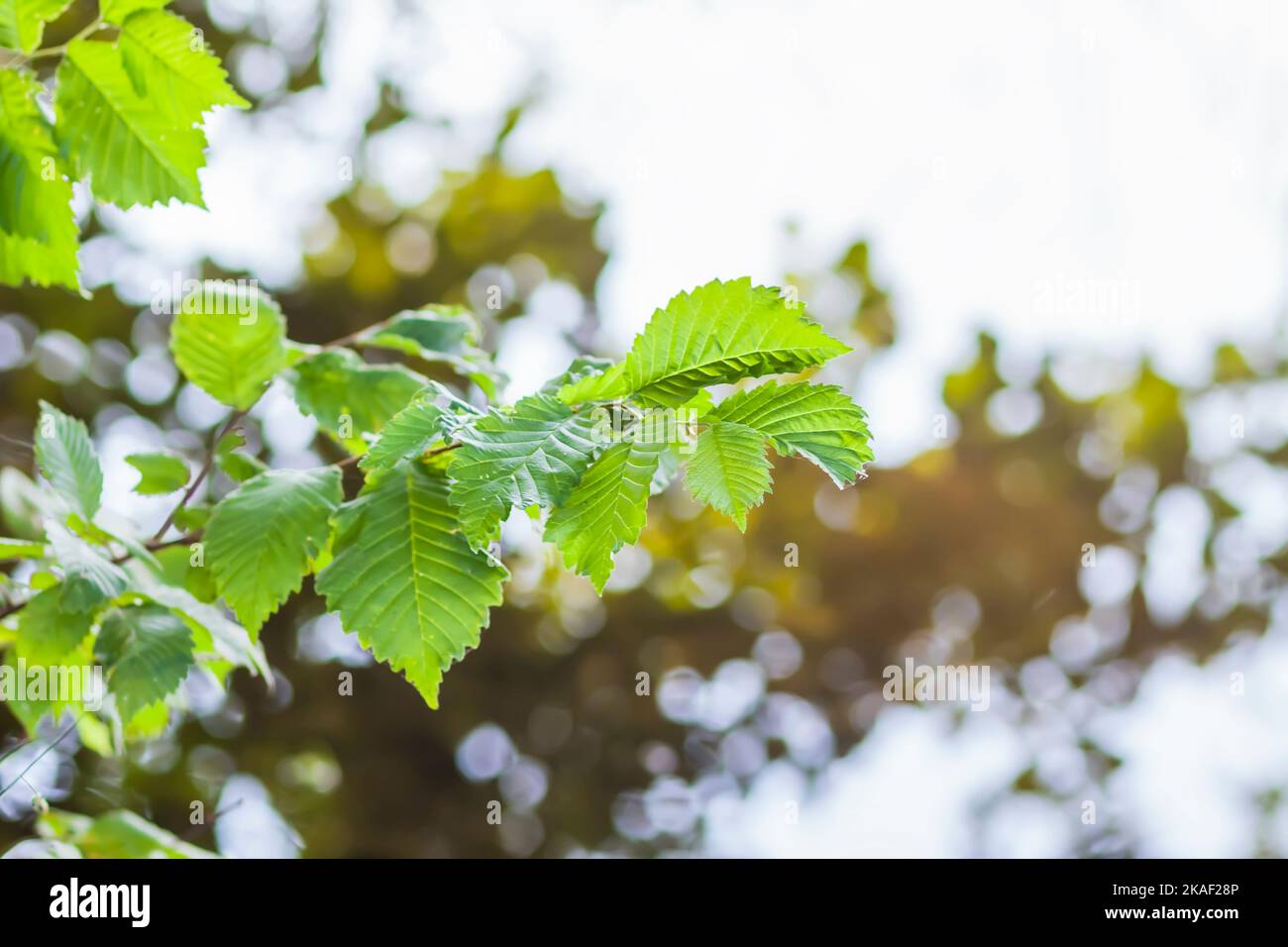 Summer nature details. Green grass and foliage in wet place near the ...