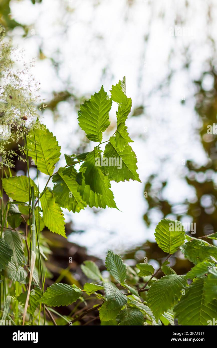 Summer nature details. Green grass and foliage in wet place near the ...
