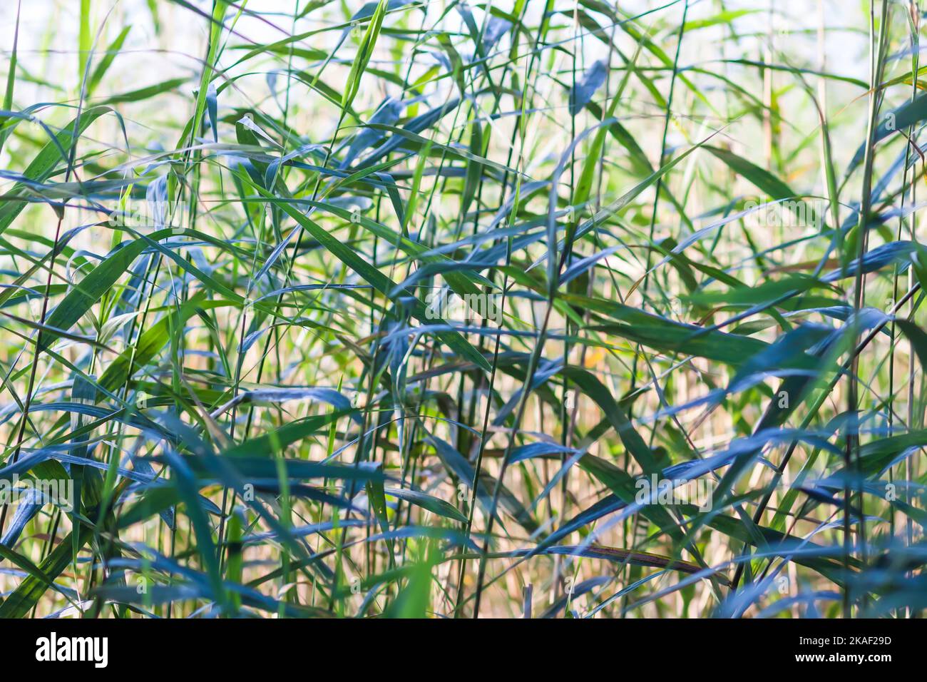 Summer nature details. Green grass and foliage in wet place near the ...