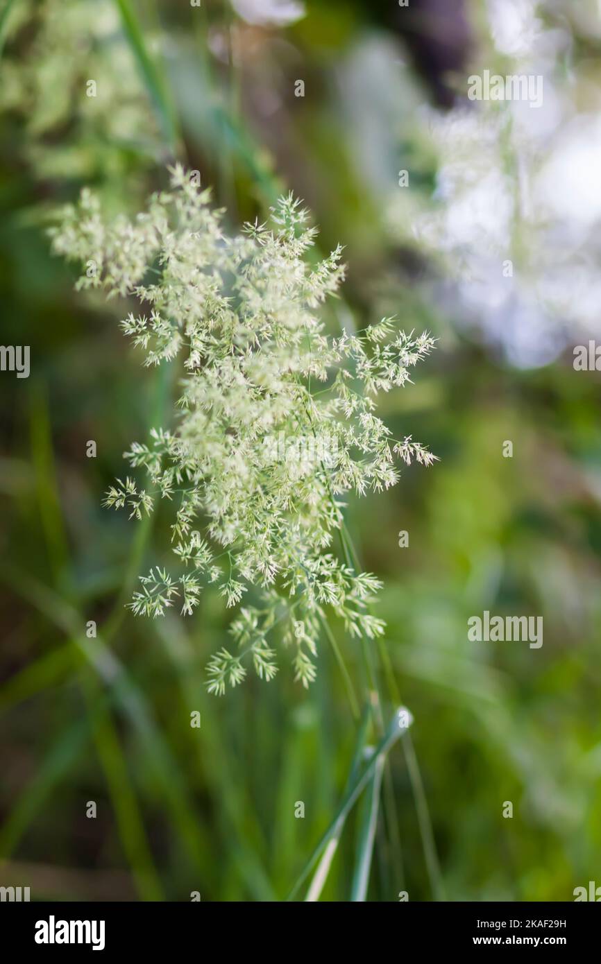 Summer nature details. Green grass and foliage in wet place near the ...