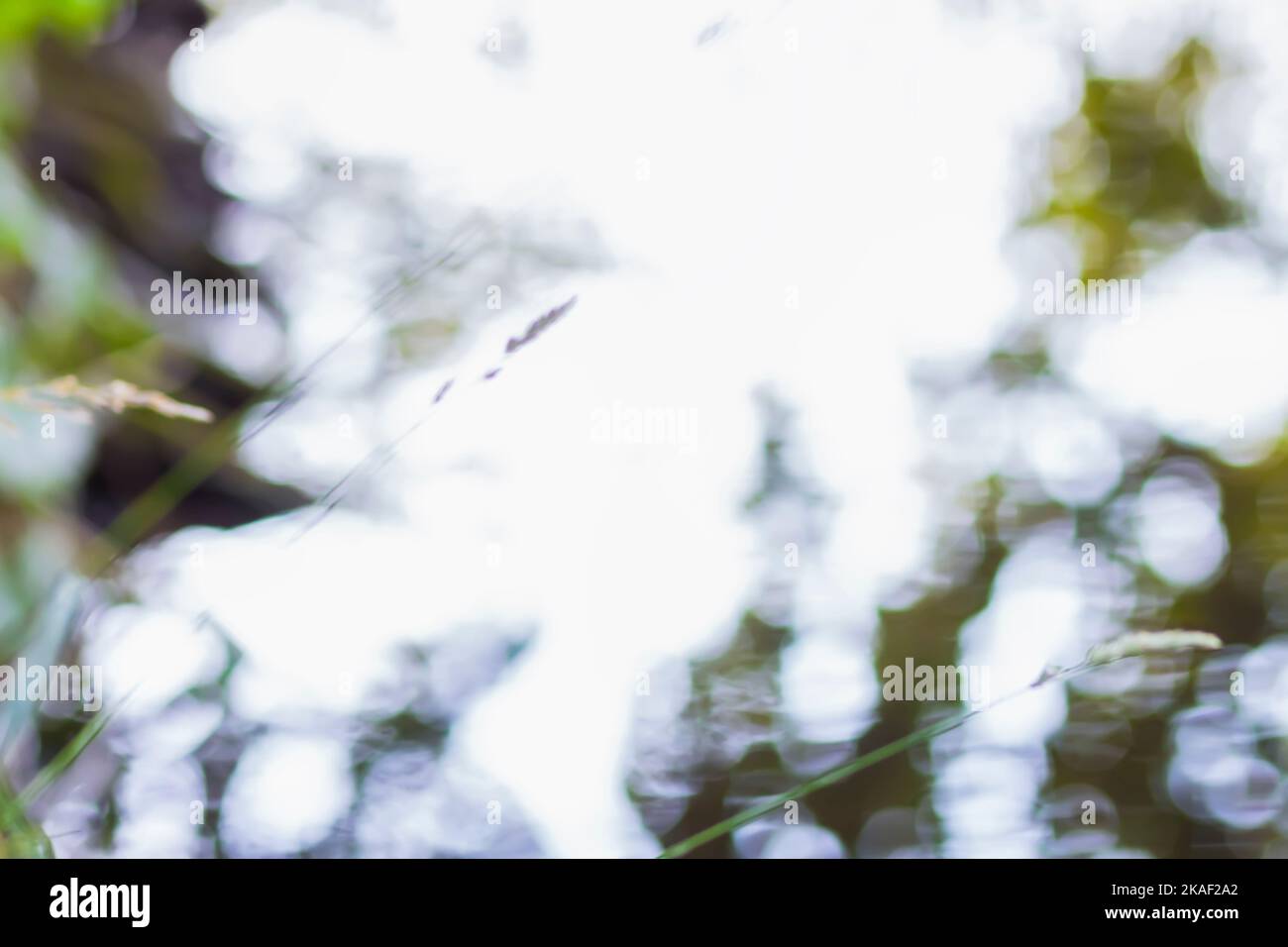 Summer nature details. Green grass and foliage in wet place near the ...