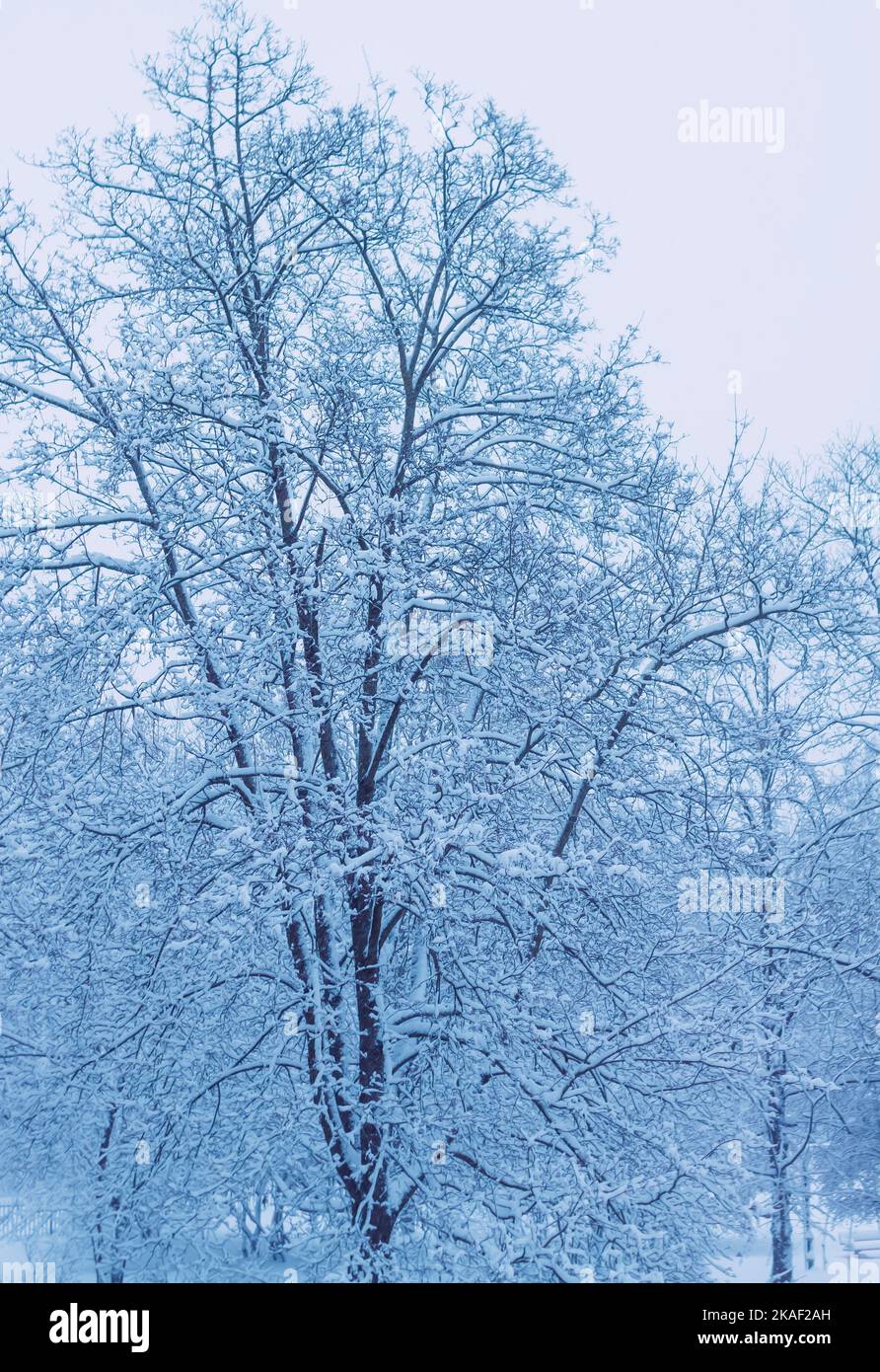 Snow-covered trees in urban park Stock Photo - Alamy
