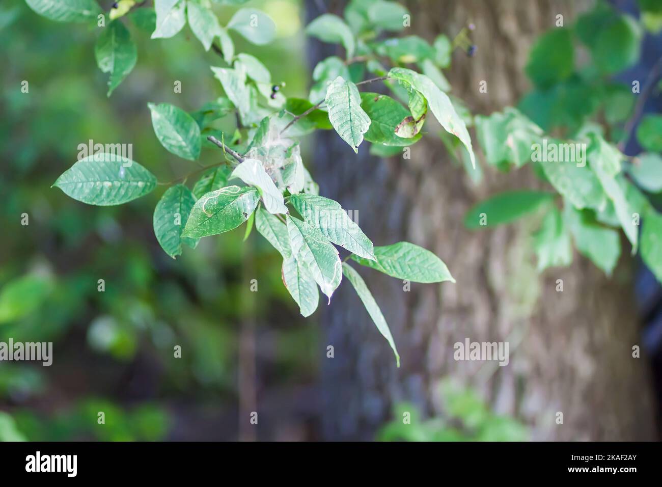 Summer nature details. Green grass and foliage in wet place near the ...