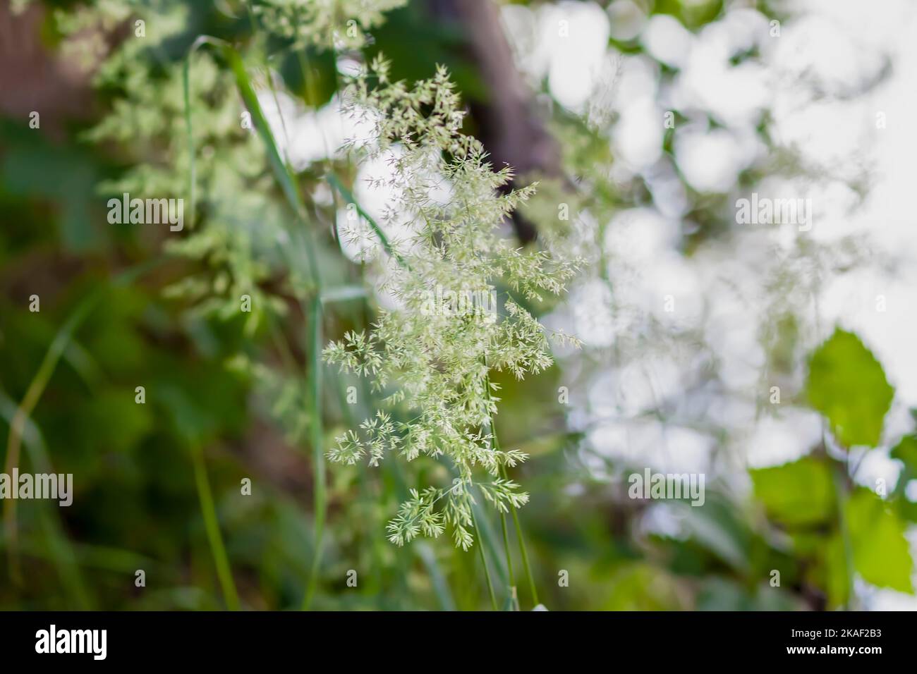 Summer nature details. Green grass and foliage in wet place near the ...