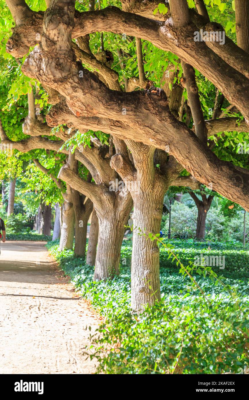 View to massive tree stems in a park area in Barcelona during daytime ...