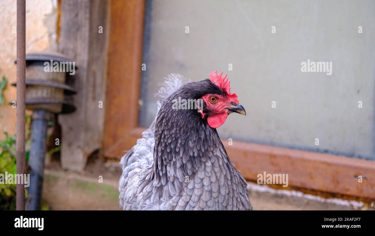 Country chickens in the wild. Chicken close-up Happy chickens Stock ...