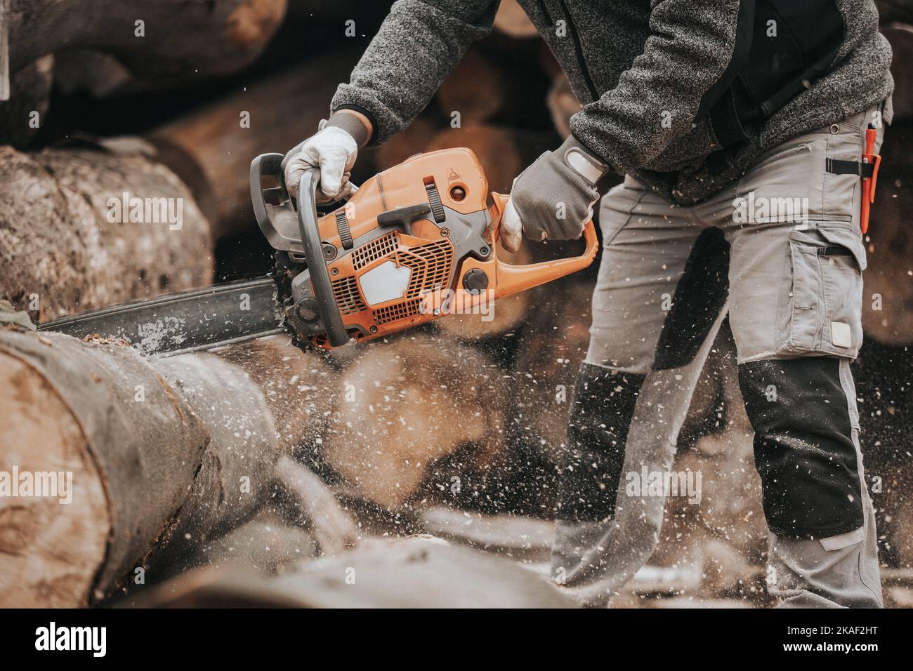 Young man cutting the huge felled wood by chainsaw, create winter wood ...