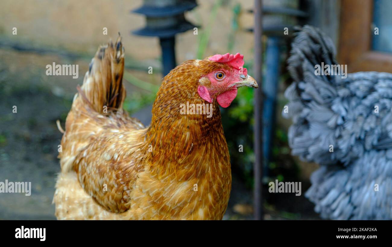 Country chickens in the wild. Chicken close-up Happy chickens Stock ...