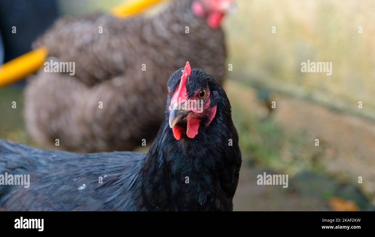 Country chickens in the wild. Chicken close-up Happy chickens Stock ...
