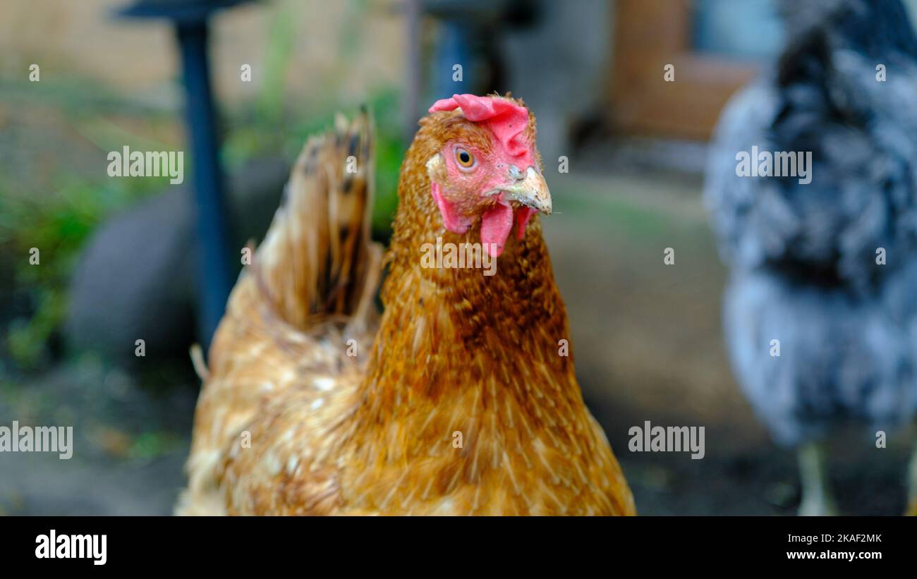 Country chickens in the wild. Chicken close-up Happy chickens Stock ...