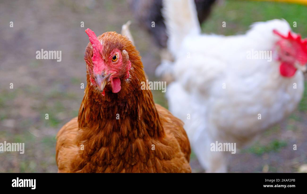 Country chickens in the wild. Chicken close-up Happy chickens Stock ...