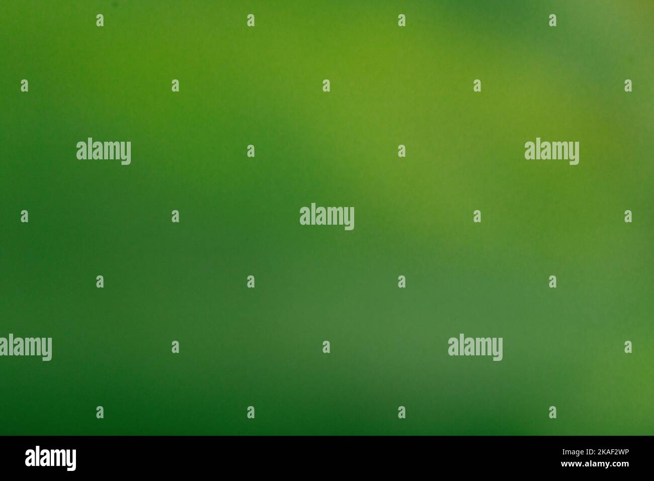 greeen abstract background for ad or web design macros of plant leaf ...