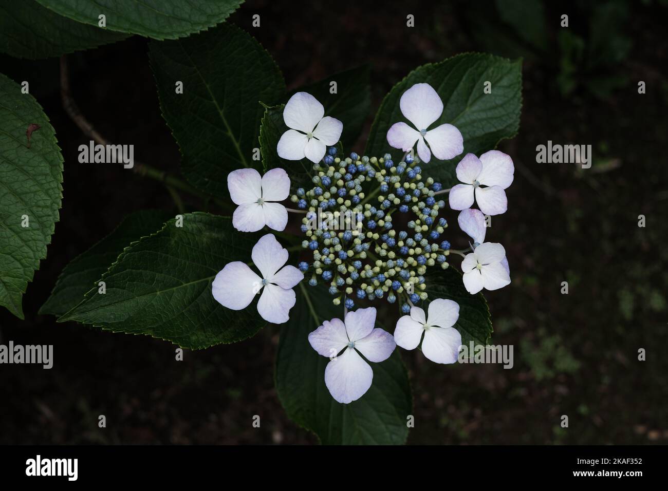 A top view closeup of a Hydrangea serrata, Mountain Hydrangea ...